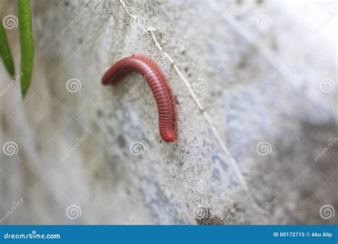 Trigoniulus Corallinus Stock Image Image Of Malaysia 80172715