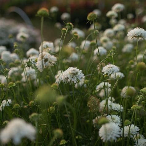 Pincushion Flower White