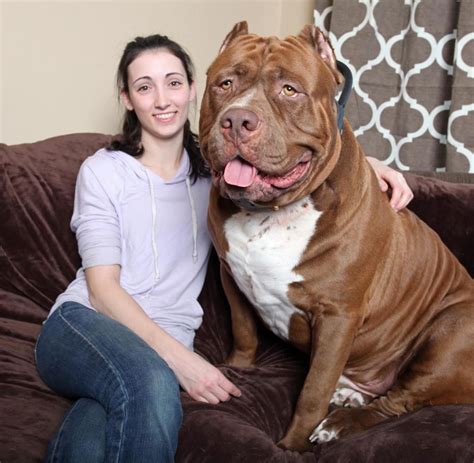 Gigantische Ausmaße Hulk Der Riesen Pitbull Wiegt Fast 80 Kilogramm