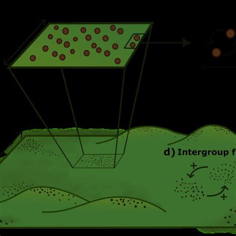 Allee Effect Across Spatial Scales The Component Allee Effect A Is A Download Scientific