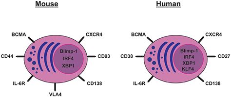 Memory B Cell Markers