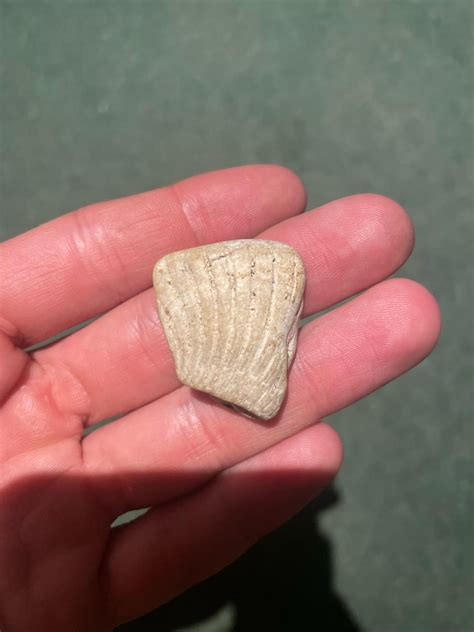 Have I Found A Fossilised Shell Rfossils