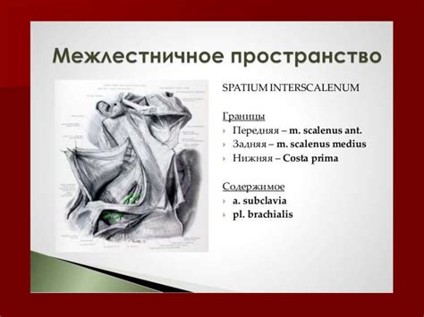Миология. Анатомия, биомеханика движений и топография мышц головы и шеи ...