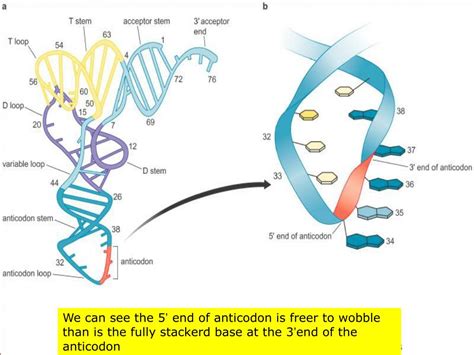 Ppt The Genetic Code Powerpoint Presentation Free Download Id6122266