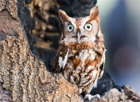 20 Popular Types Of Owls With Pictures And Identification