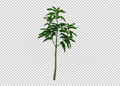 Premium PSD Tree Isolated Transparency Background
