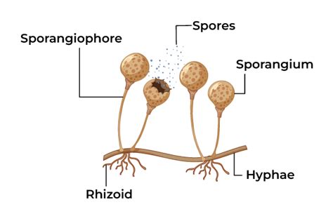 Kingdom Fungi Structure Classification Characteristics FAQs