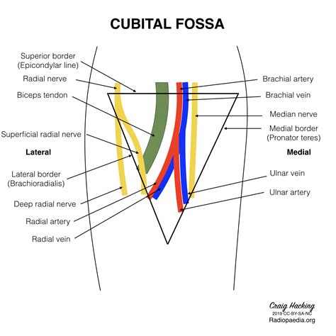 Radiopaedia Drawing Contents Of Cubital Fossa English Labels