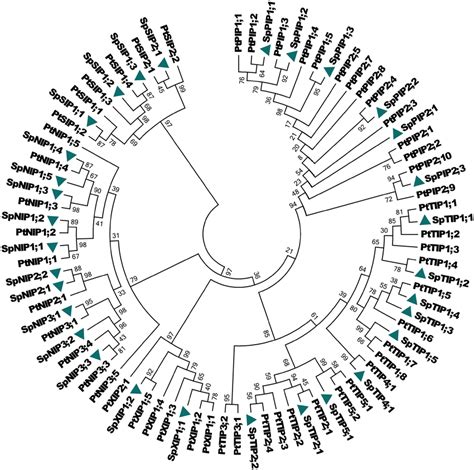 dendrogram obtained using maximum parsimony showing relationships