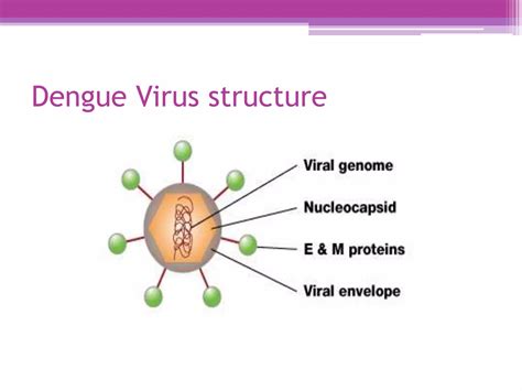 Dengue Virus Pptx Genetics Science
