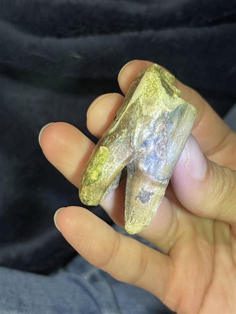 Dino Tooth R Whatsthisrock