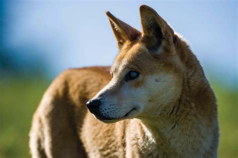 Fondos De Pantalla De Dingo Gratis Logo Moto Bota Dingo Moto Logo