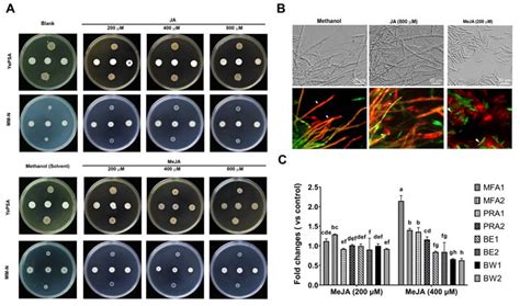 A Genetically Engineered Escherichia Coli For Potential Utilization In Fungal Smut Disease Control