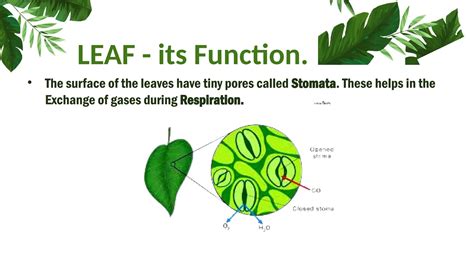 Leaf Its Type Function And Modifications Pptx