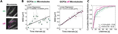 Microtubule Nucleation Complexes Are Statically Bound To Microtubules