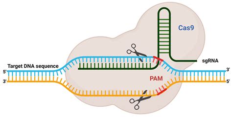 Criper Cas9 Crispr Cas9 特徴 Klwzj
