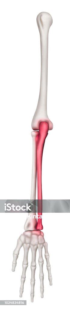 인간의 팔 뚝 뼈 앞쪽 보기레드 의료 인간의 해부학과 의학 개념에 척 골 뼈 통증 영역3d 의료 메디컬 일러스트 레이 션강조흰색 배경에 고립 가락뼈에 대한 스톡 사진 및