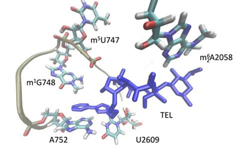 Structure Of Telithromycin Tel Binding To Domains Ii And V Of 23s Download Scientific Diagram