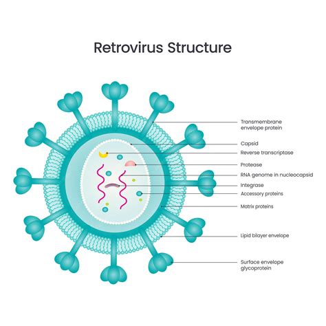 What Is A Retroviral Vector