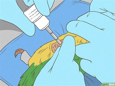 How To Determine The Sex Of A Lovebird Expert Backed Tips