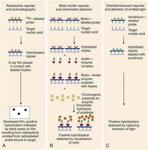 Nucleic Acid Hybridization