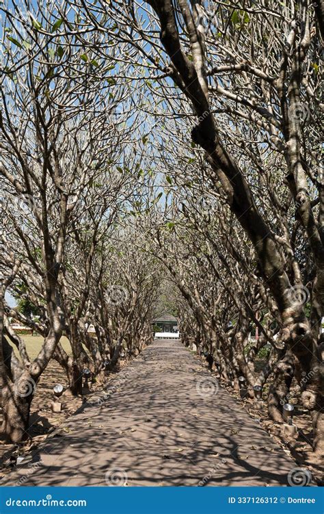 Concrete Pathway Texture Royalty Free Stock Image