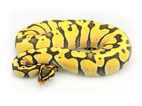 Ghost Ball Python