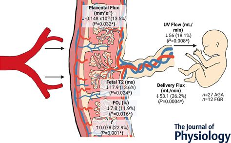 Maternal And Fetal Circulation In Placenta