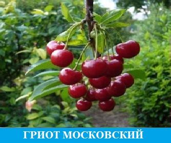 Гибрид вишни и черешни "Чудо вишня" Мичуринские саженцы сорт описание ...