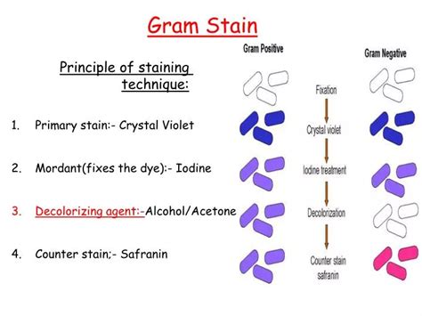 PPT Principle Of Staining Technique PowerPoint Presentation Free Download ID 2127901