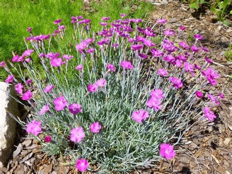 Гвоздика сизая серовато-голубая (Dianthus gratianopolitanus) Пышное ...