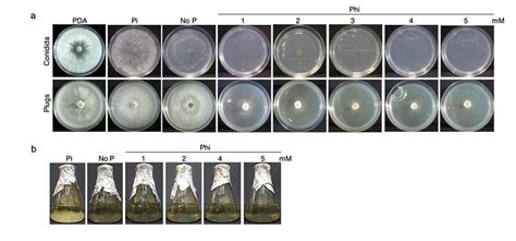 Effect Of Phosphite In The Growth Of T Atroviride A T Atroviride Download Scientific