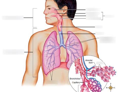 Diagram Of WEEK Respiratory System Quizlet