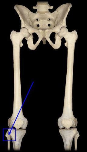 Joints Of The Lower Leg Flashcards Quizlet
