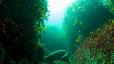 About Us — Alginor