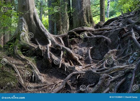 Tangle Of Exposed Tree Roots Royalty Free Stock Image CartoonDealer Com