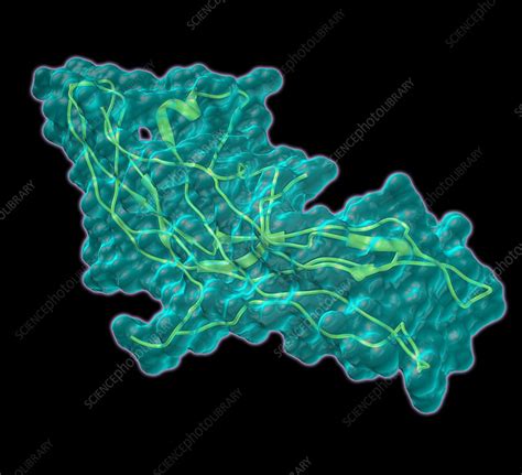 Human Chorionic Gonadotropin Stock Image F031 5937 Science Photo Library