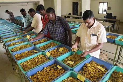 Unlocking The Potential Turmerics Resurgence In The Market