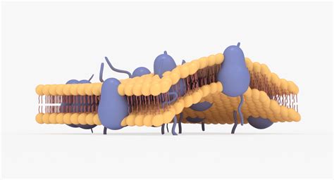 Cell Membrane 3d Model 49 Max Obj Free3d