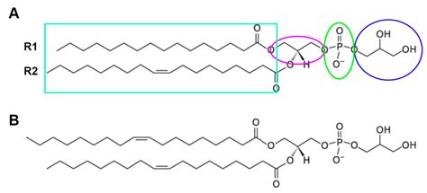 Phosphatidylglycerol Structure