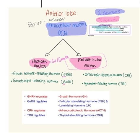 Biochem Of Neurohormones Flashcards Quizlet
