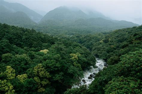 Rainy Temperate Rainforest And River From Above Yakushima Island Artofit