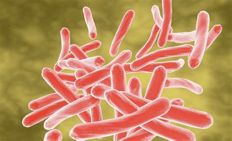 结核杆菌显微图像检测ai算法 知乎