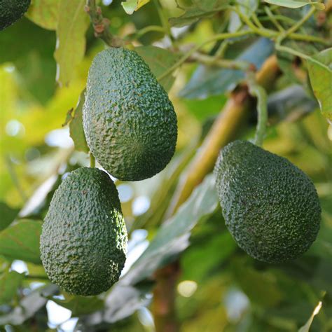 Hass Avocado Trees For Sale