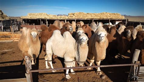 몽골 겨울 여행 7박8일 홉스골 투어