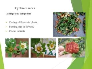 Pest Identification And Controling In Strawberry Pptx