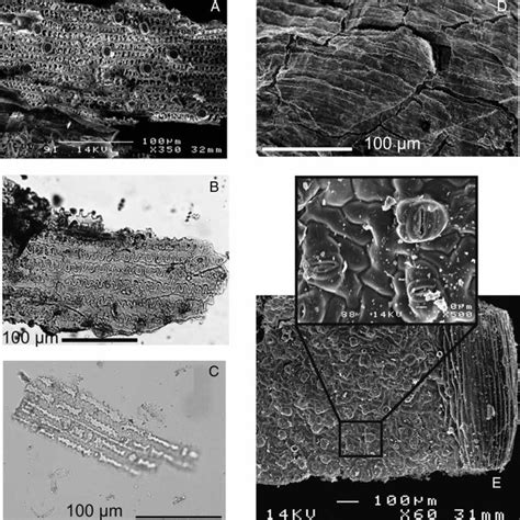 Results Of The Phytolith Analysis Download Table