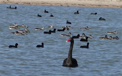 Sunshinecoastbirds Eulo To Currawinya National Park Western Queensland Part Ii