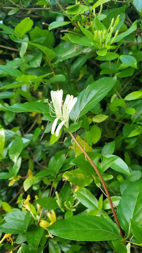 How Can I Propagate This What Is It Rgardening