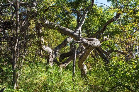 A Tree With A Twisted Trunk Is Surrounded By Green Grass Stock Image Image Of Scenic Focus